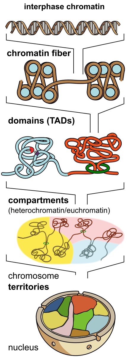 Chromatin organization – Schalch Lab