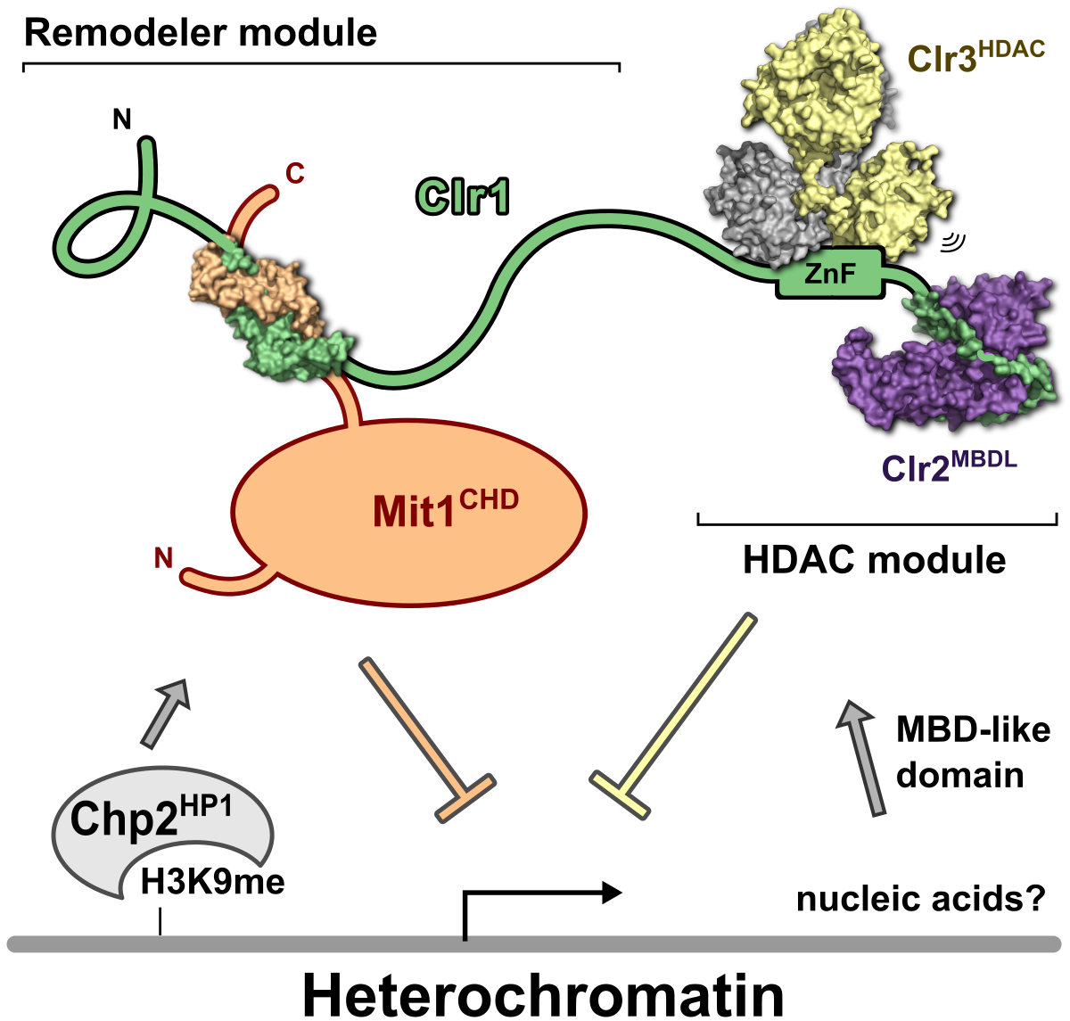 Gene Silencing Machines – Schalch Lab