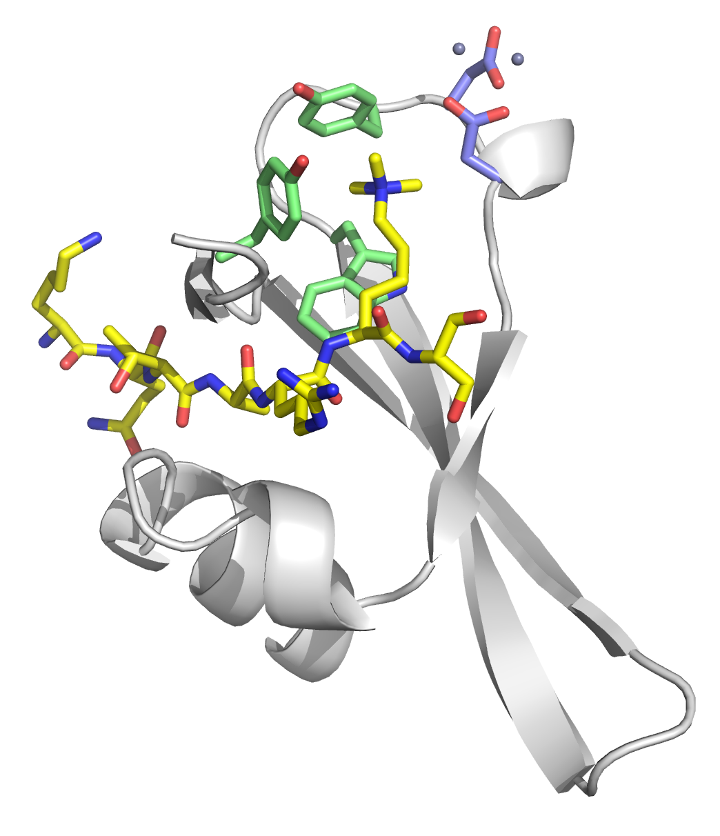 Structure Gallery – Schalch Lab