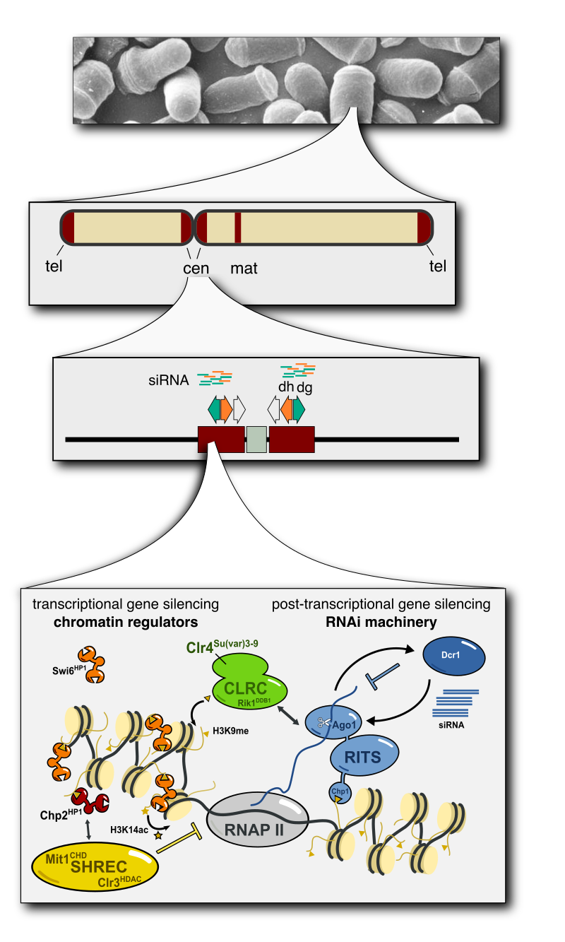 Gene Silencing Machines – Schalch Lab