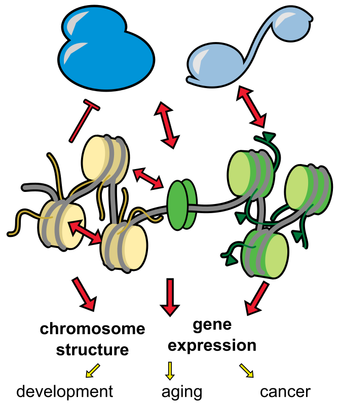 Chromatin Structure